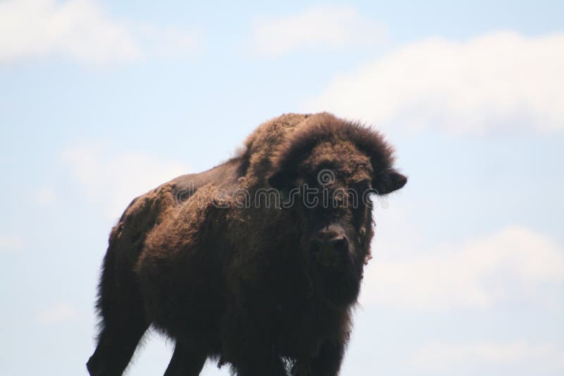 A Single Buffalo Standing Alone in a Dry Grass Field Stock Photo ...
