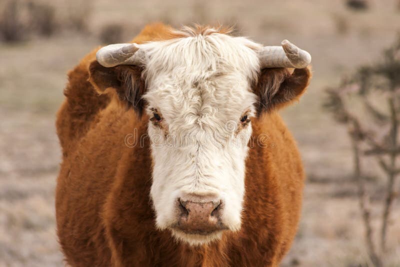 Standing bull stock photo. Image of natural, mottled - 24410466