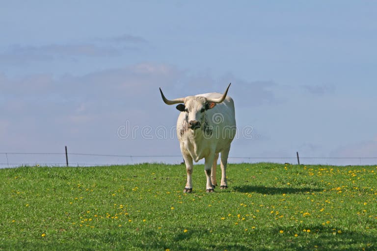 Standing Bull stock image. Image of countryside, bull - 5431937