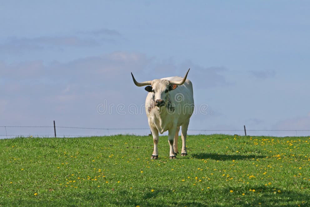 Standing Bull stock image. Image of countryside, bull - 5431937