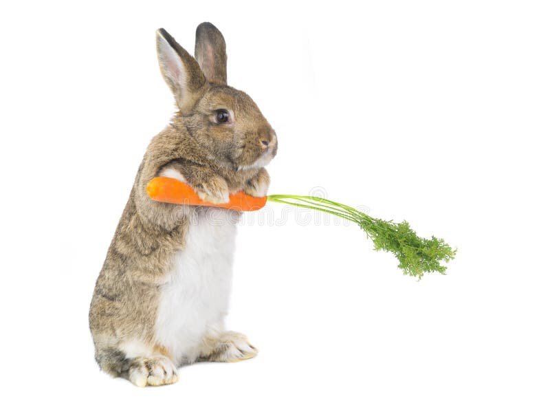Standing Bunny with a Carrot Stock Image - Image of cute, rabbit: 117305291