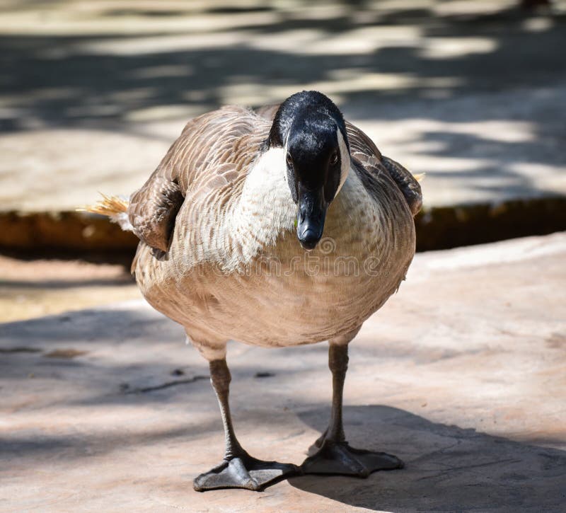 Cackling goose stock photo. Image of water, flock, classic - 109439448