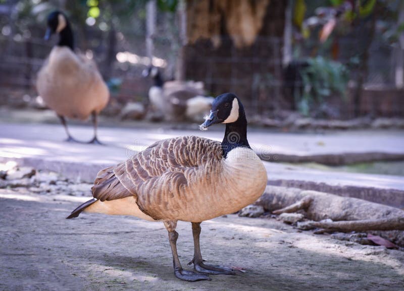 Cackling goose stock image. Image of summer, thoughtful - 109439453