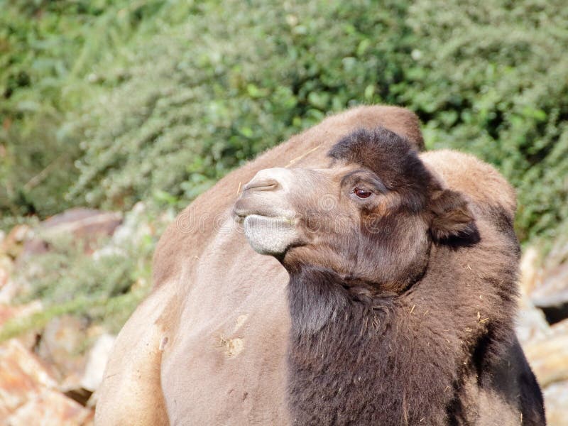 Furry Camel Stock Photos - Download 1,116 Royalty Free Photos