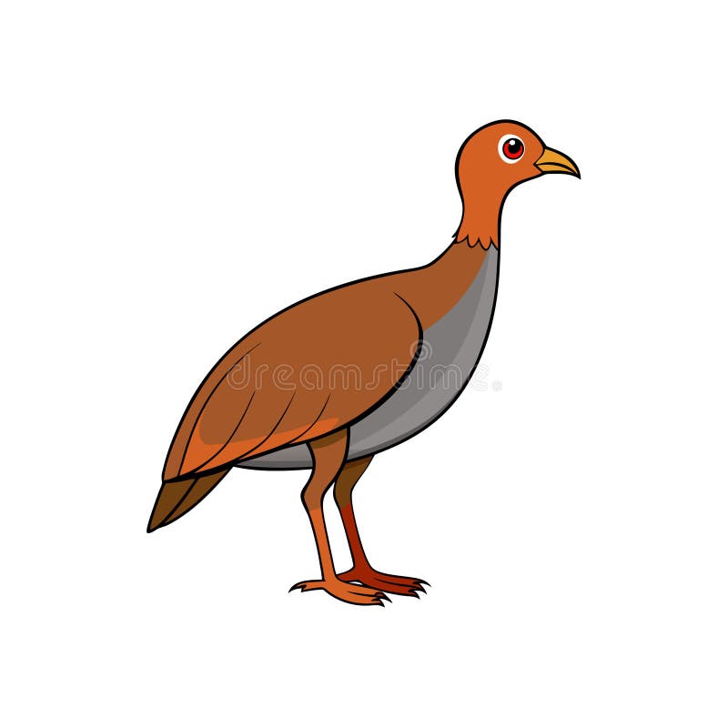 Standing Cartoon Partridge Vector Illustration on a White Background ...