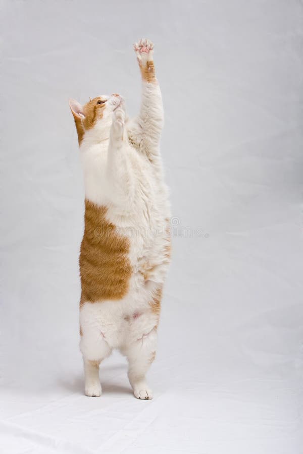 Standing cat stock image. Image of feline, standing, reach - 5151623