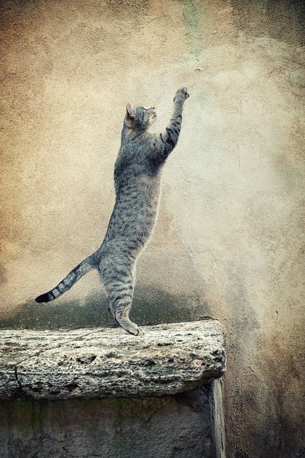 Funny Cat Asking Snack Stock Photos - Free & Royalty-Free Stock Photos ...