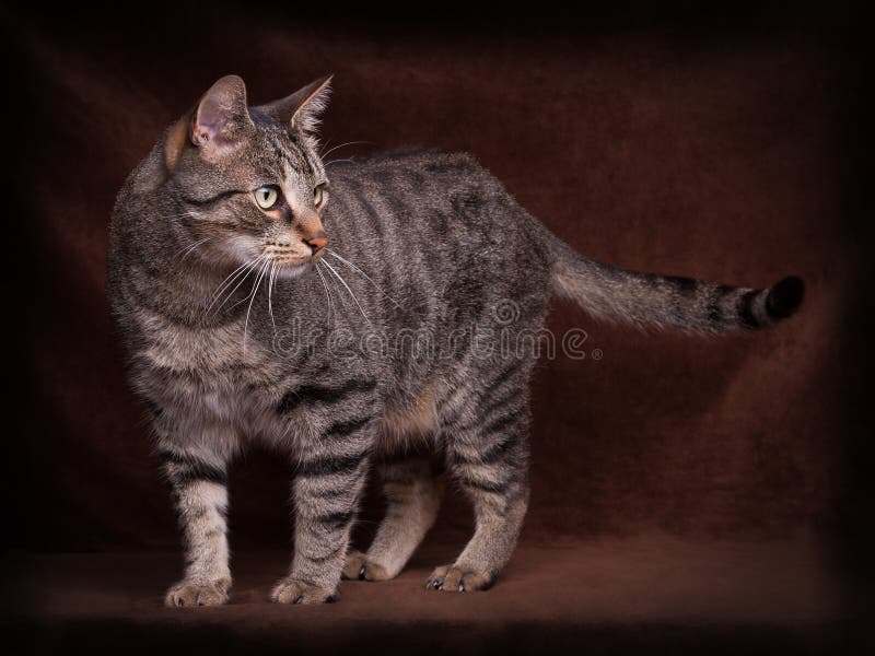 Lateral View Cat Stock Photos - Free & Royalty-Free Stock Photos from ...