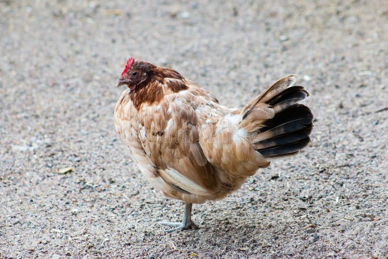 Standing Chicken stock photo. Image of livestock, farm - 61431032