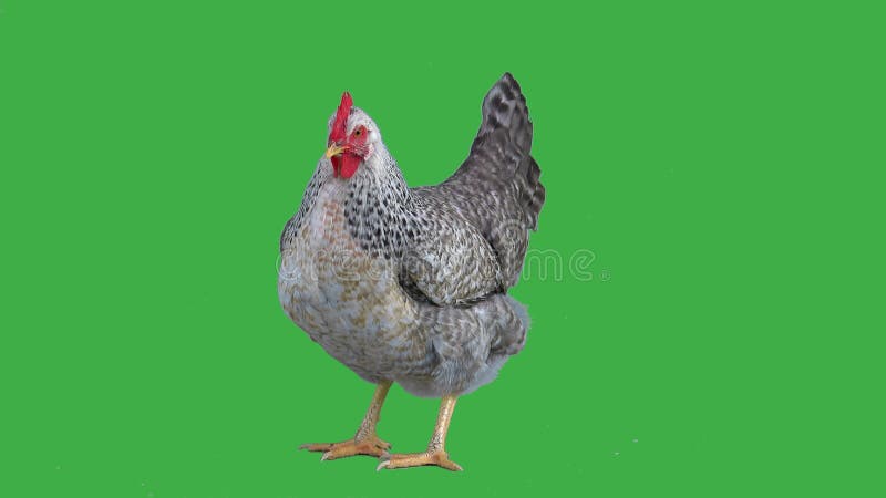 Standing chicken on green stock footage. Video of feather - 319453920