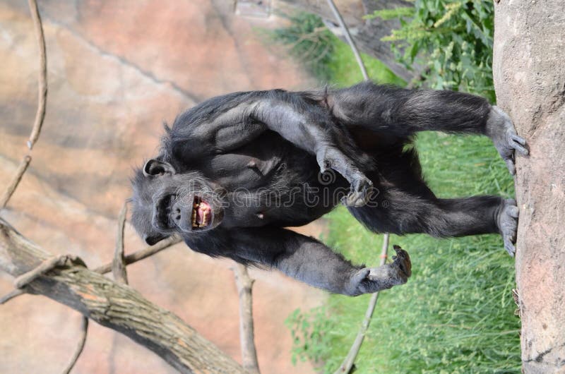 Chimp smile stock photo. Image of mouth, monkey, smile - 21467726