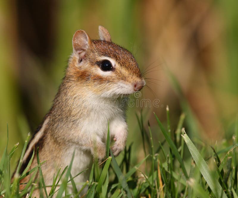 Chipmunk Standing On A Stone In A Mountainous Area ,USA, Washington ...