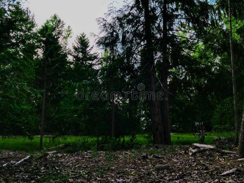 Native Pnw Trees Stock Photos - Free & Royalty-Free Stock Photos from ...