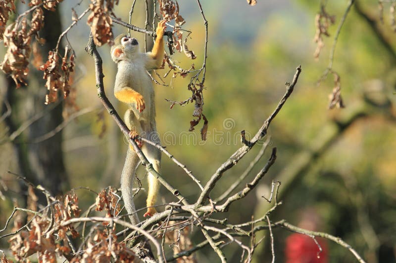 Standing Common Squirrel Monkey Stock Photo - Image of nature, mammal ...