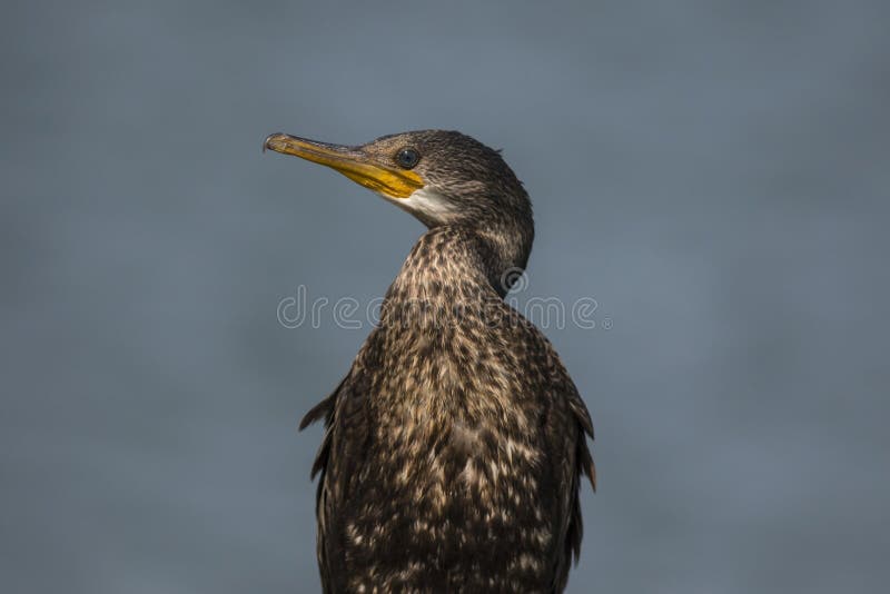 Standing Cormorant stock image. Image of plumage, fisher - 50069043