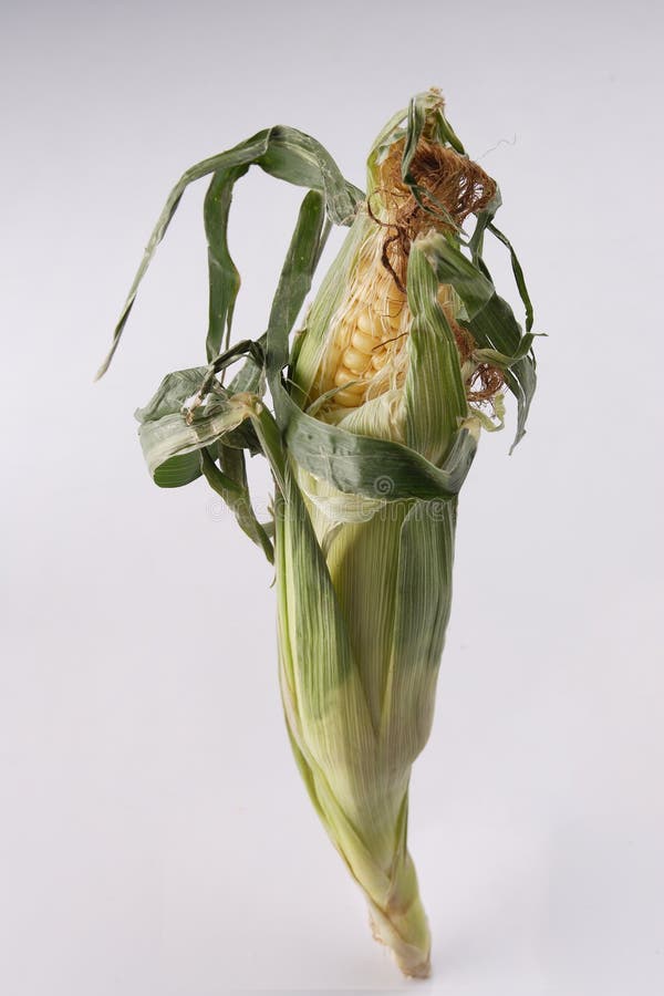 Standing Corn stock photo. Image of yields, food, farming - 3147698