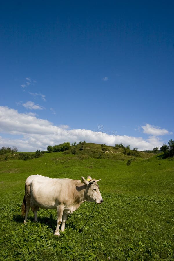 Standing Cow stock photo. Image of horn, green, grass, agriculture - 238106