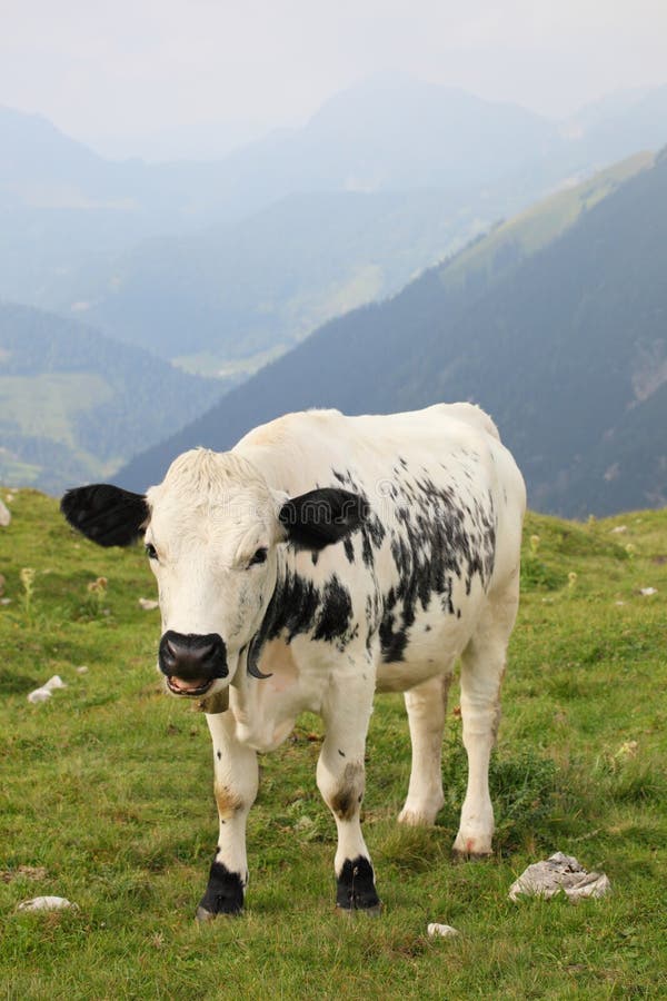 Standing cow stock image. Image of biological, closeup - 26249489