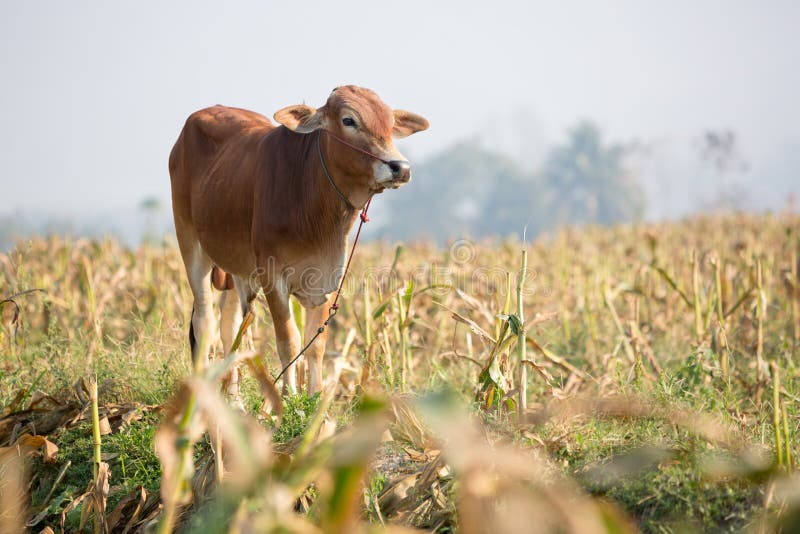 Standing cow stock image. Image of meadow, fresh, cattle - 59153199