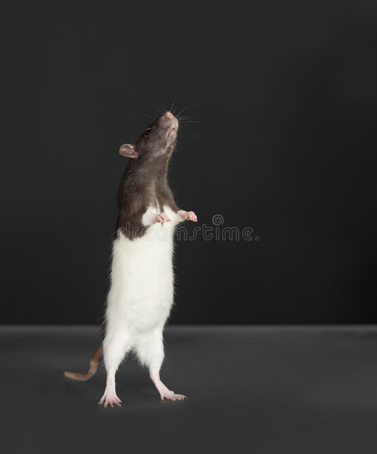 Standing curious rat stock image. Image of fluffy, domestic - 60754229