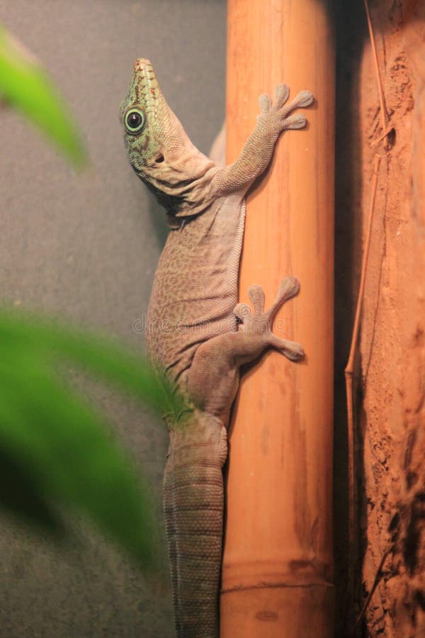 Standings Day Gecko - Phelsuma Standingi Stock Image - Image of ...