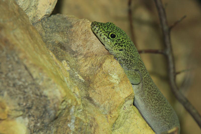 Standing day gecko stock photo. Image of standingi, phelsuma - 265260496