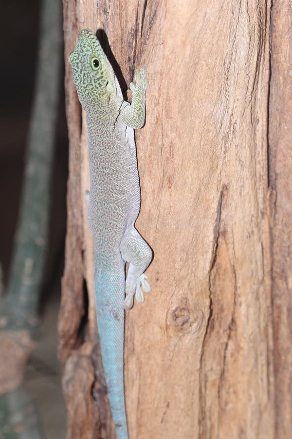 Standing day gecko stock image. Image of standing, leaf - 118603657