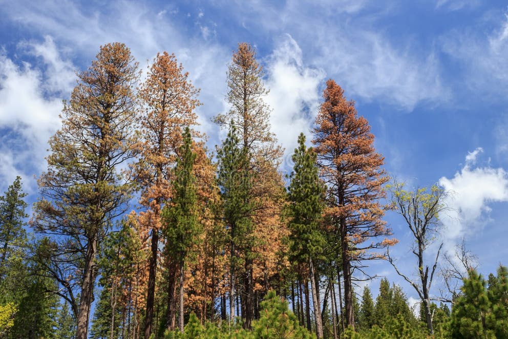 Standing dead stock photo. Image of dying, environment - 77781908