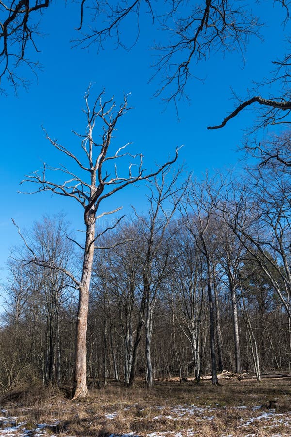 Standing dead oak tree stock photo. Image of hage, tree - 175905180
