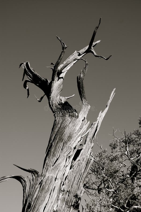 Standing Dead Tree stock photo. Image of dead, black - 39303164