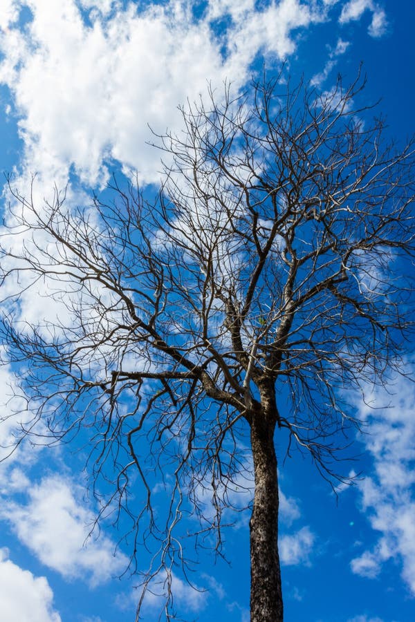 Standing Dead Tree with Blue Sky , Thailand Stock Image - Image of ...
