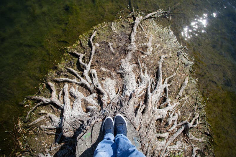 Standing on Dead Tree Roots Stock Image - Image of drought, leaf: 41082027