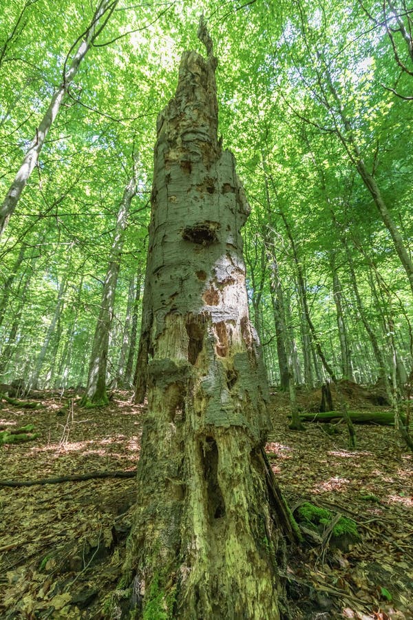 Standing dead wood stock photo. Image of landscape, outdoor - 223484470