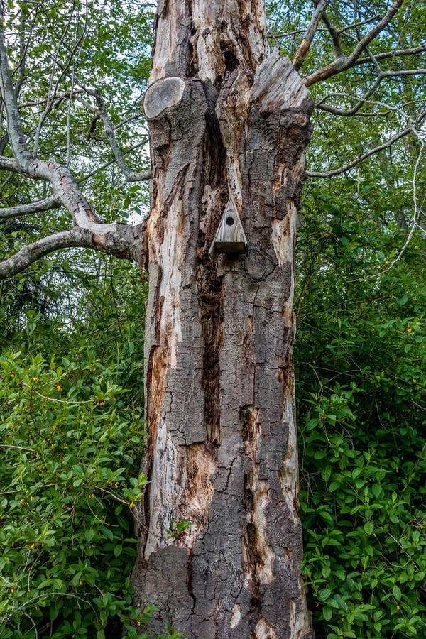 Deadwood Tree Cortex Background Image Stock Photo - Image of background ...
