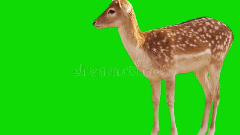 Standing Deer Animation on Green Screen – Wildlife VFX Element Stock ...