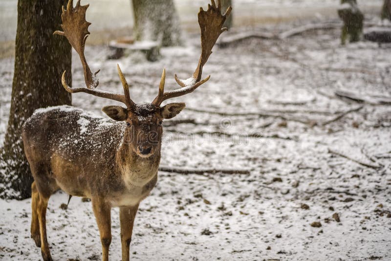 810 Deer Front View Photos - Free & Royalty-Free Stock Photos from ...