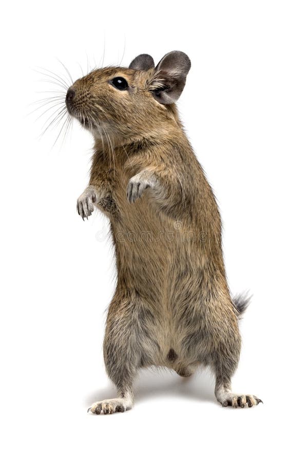 Two Degu Standing Full-length Stock Photo - Image of animal, ground ...