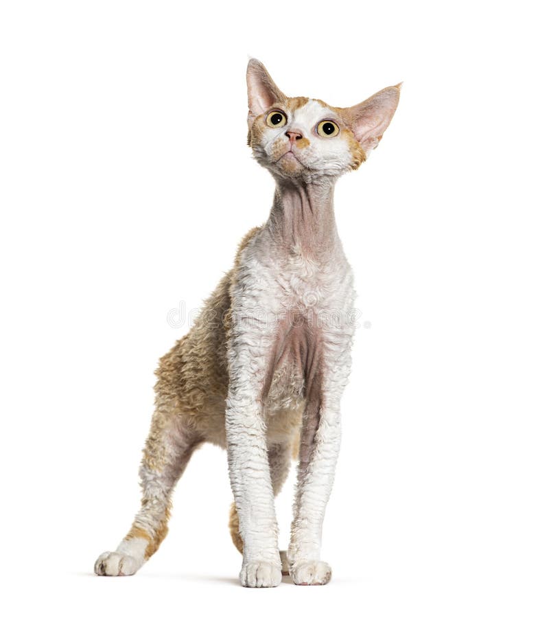 Standing Devon Rex Cat Bicolor Looking Up, Isolated on White Stock ...