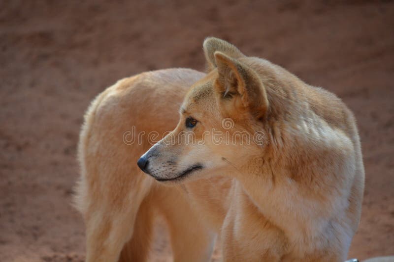 A standing dingo stock image. Image of mammal, canine - 95145535
