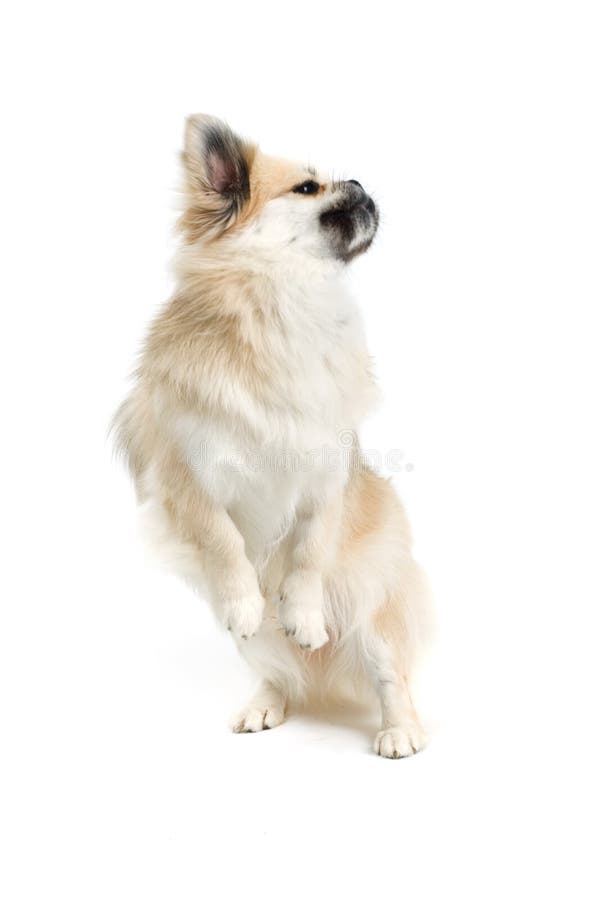 Standing Dog stock photo. Image of white, legs, retriever - 7038670