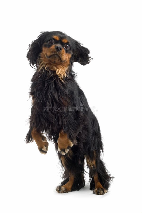 Standing dog stock photo. Image of stands, doggy, little - 2866162