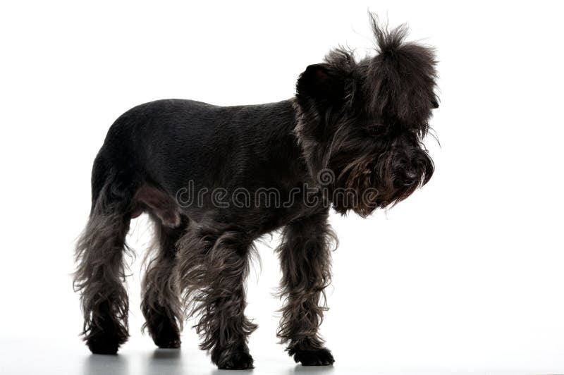 Standing Dog Picture. Image: 6866880