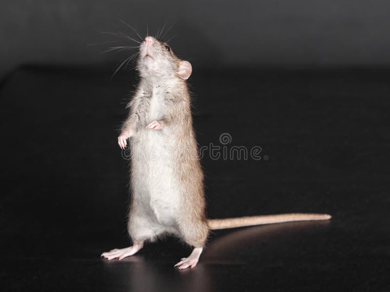 Standing Domestic Brown Rat Stock Image - Image of domestic, standing ...