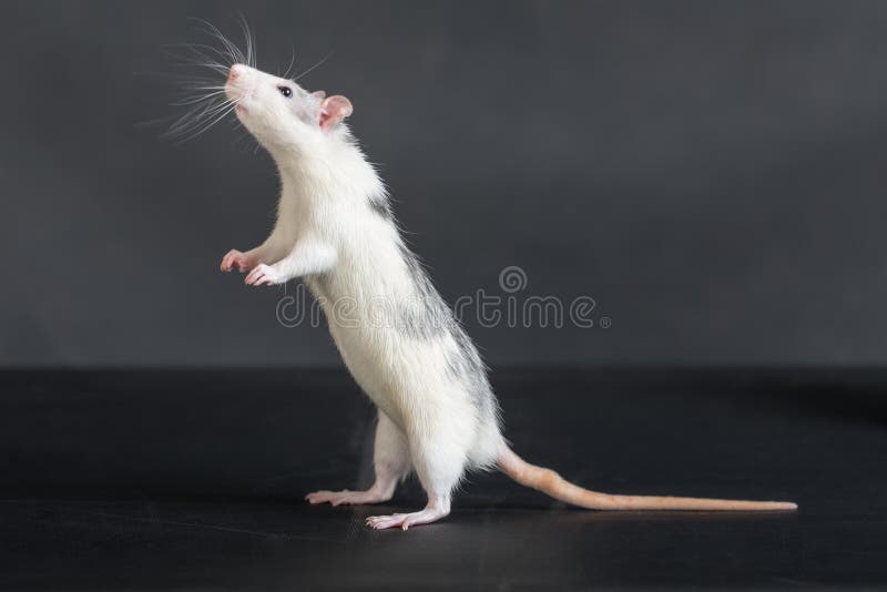 Standing Domestic Brown Rat Stock Image - Image of domestic, standing ...