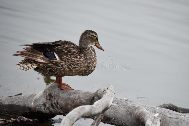 Standing duck stock photo. Image of duck, seabird, fowl - 102604888