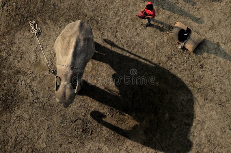 Standing elephant shadow editorial image. Image of animal - 179855630
