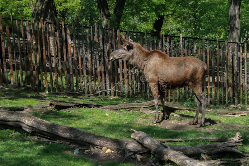 Standing elk profile stock image. Image of side, young - 73777557