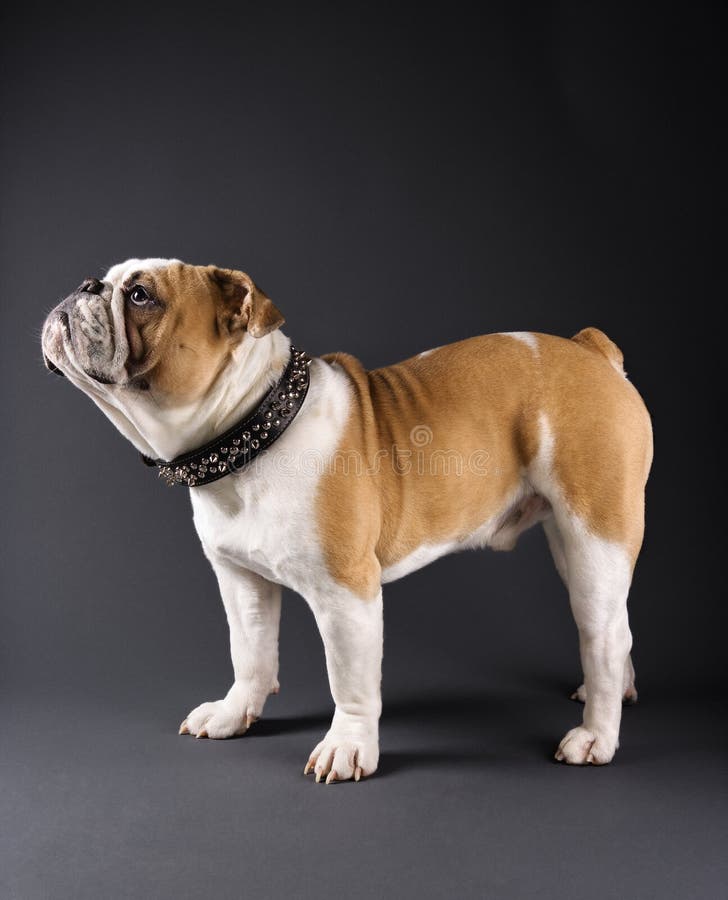 Standing English Bulldog. stock photo. Image of bulldog - 2044546