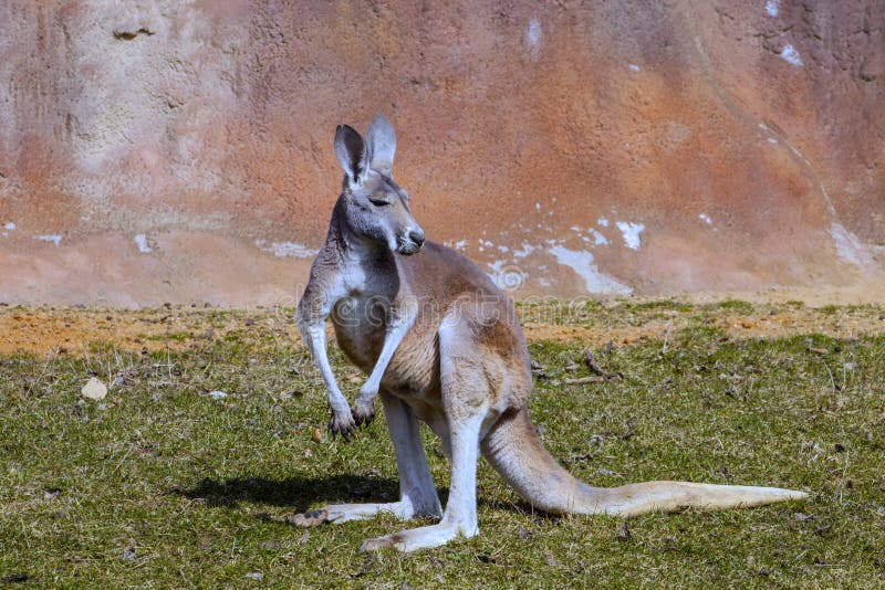 Standing red kangaroo stock photo. Image of animal, wallaby - 22085604