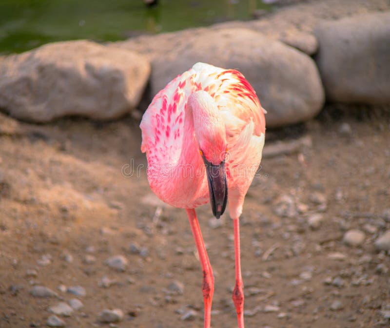 Standing flamingo stock photo. Image of curves, beak - 43890192